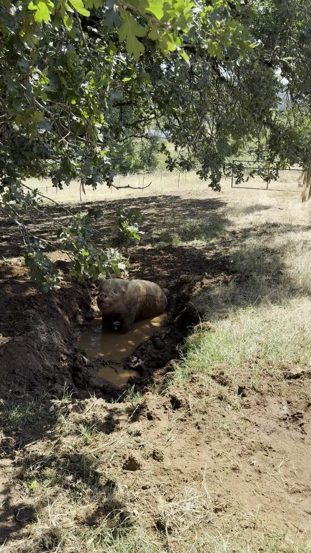 Livestock – The Asher House