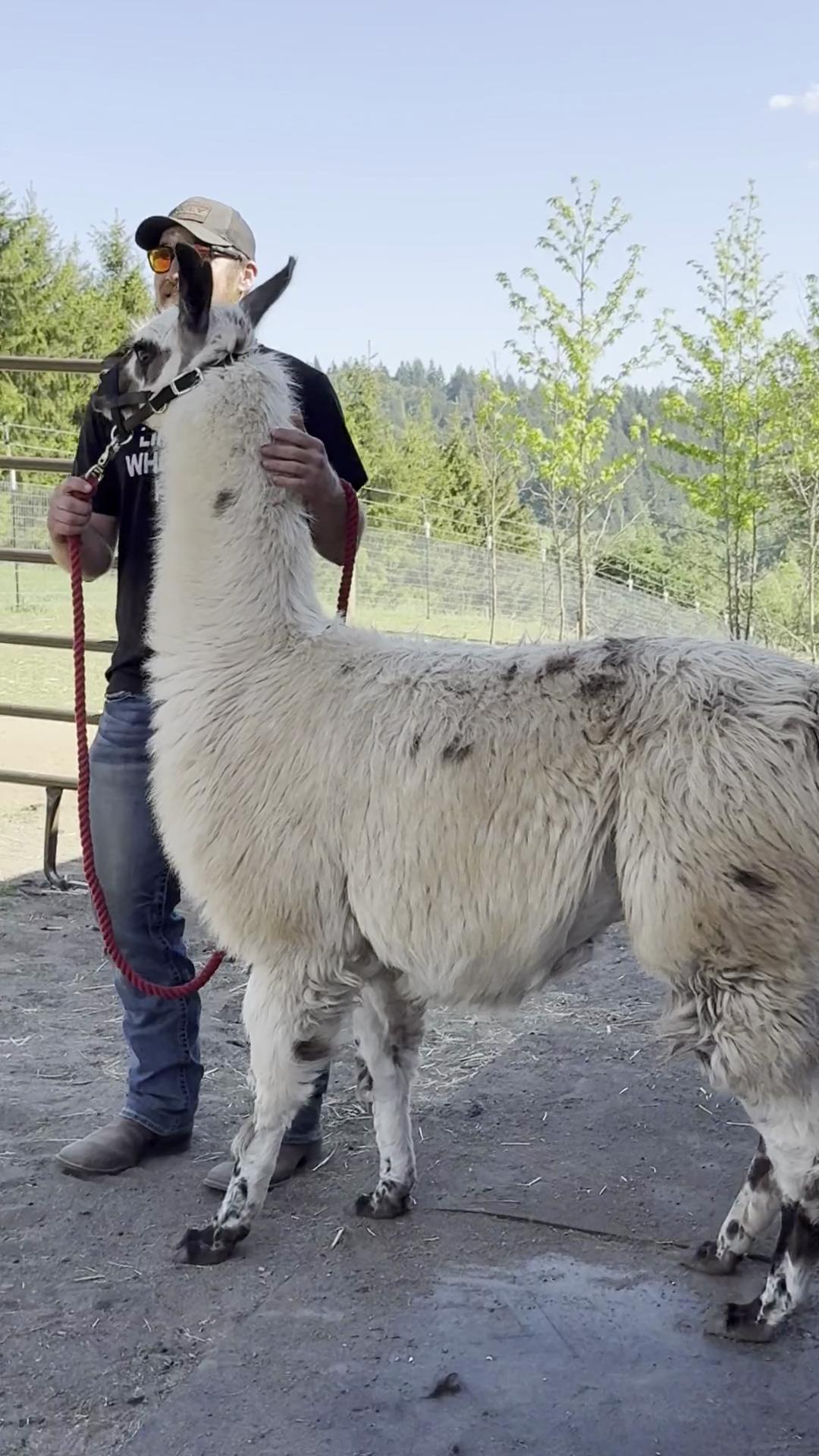 Livestock – The Asher House