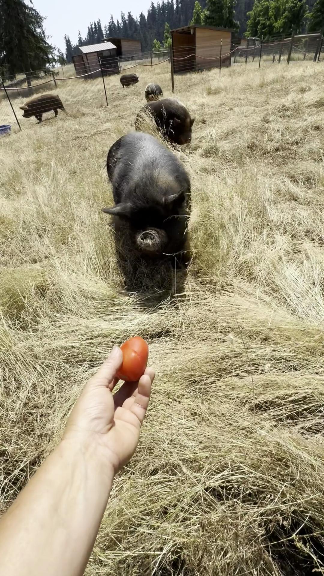 Livestock – The Asher House