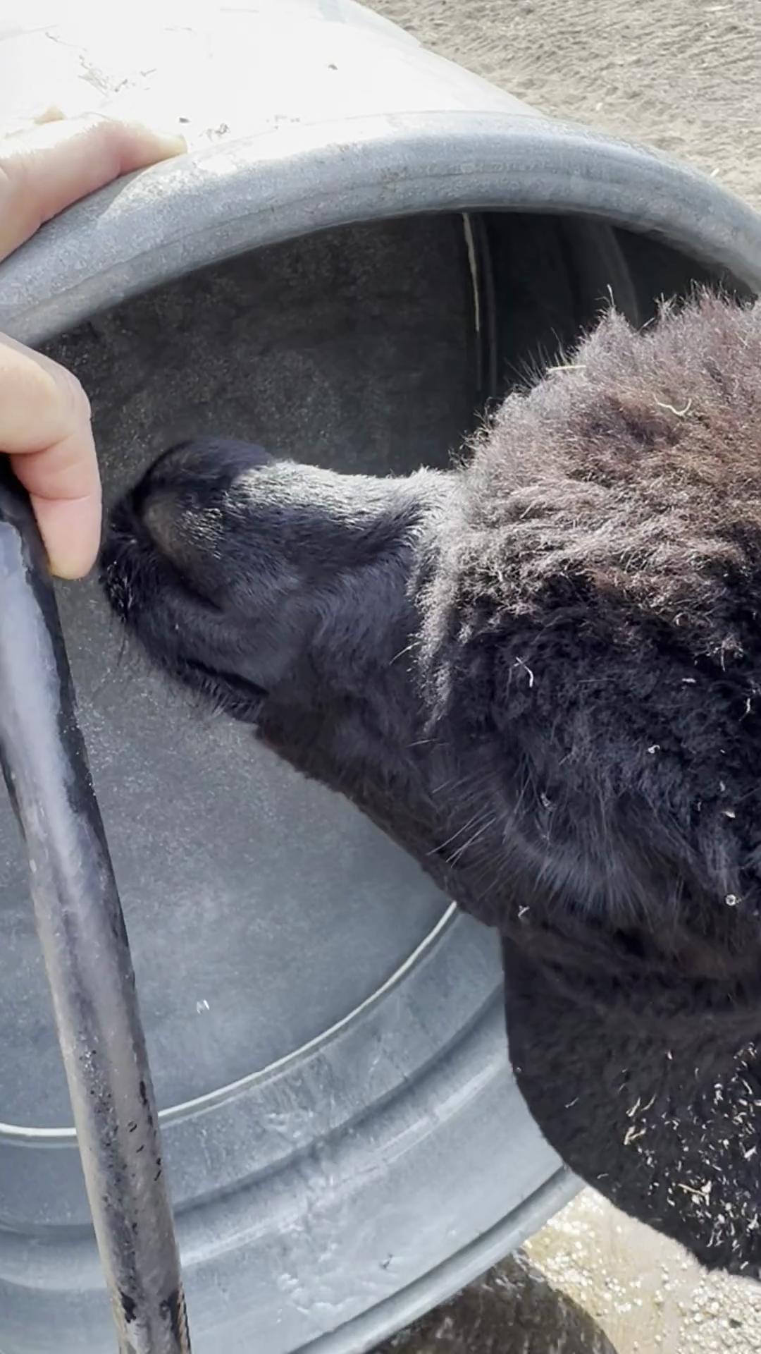 Livestock – The Asher House